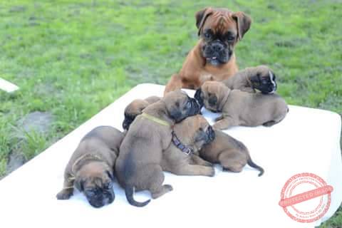 European Imports – Mountain Crest Boxers – Boxer Puppies for Sale