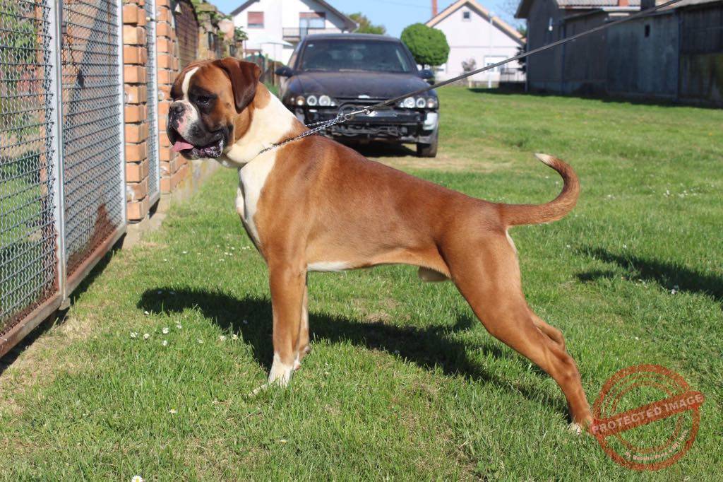 Cooper – Mountain Crest Boxers – Boxer Puppies for Sale