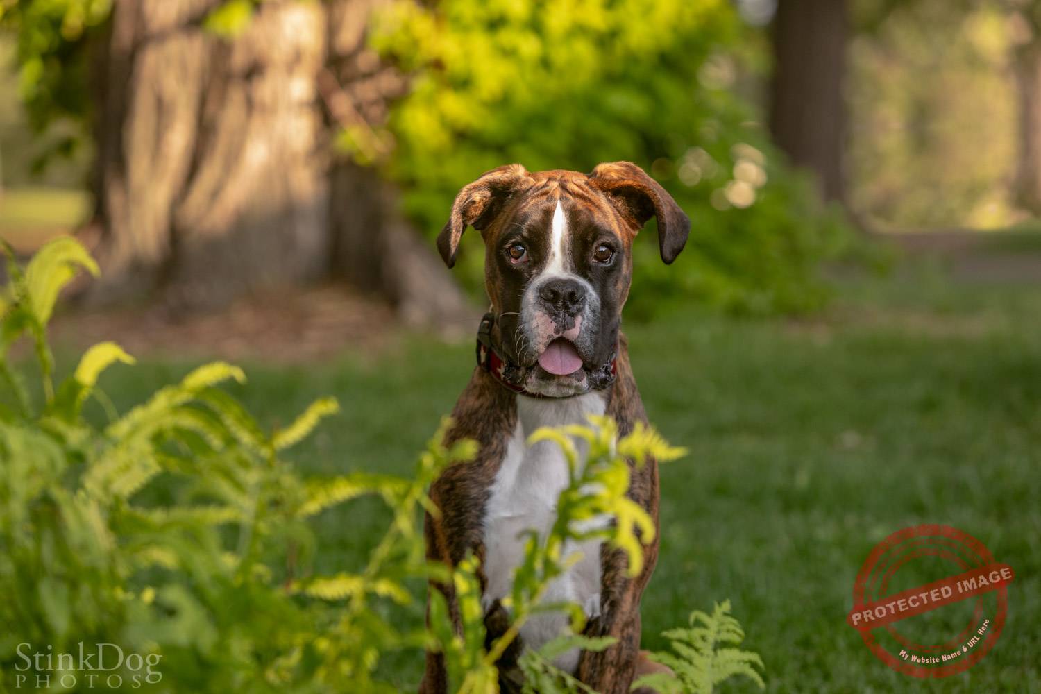 Reviews – Mountain Crest Boxers – Boxer Puppies for Sale