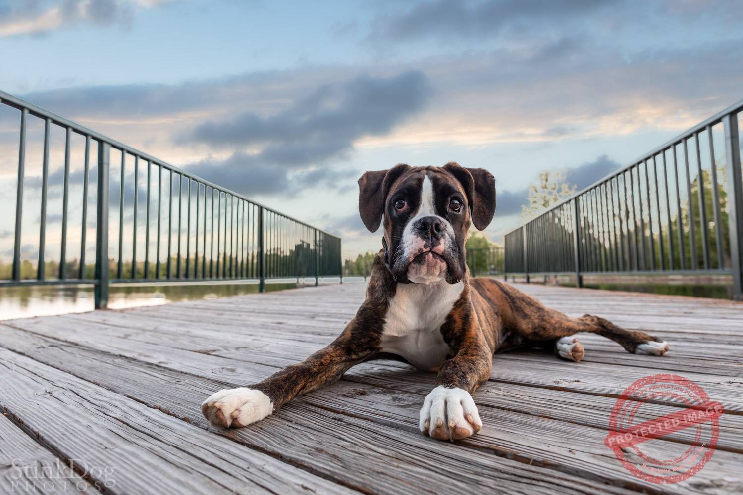 Henry June Session Social Media-8 – Mountain Crest Boxers – Boxer ...